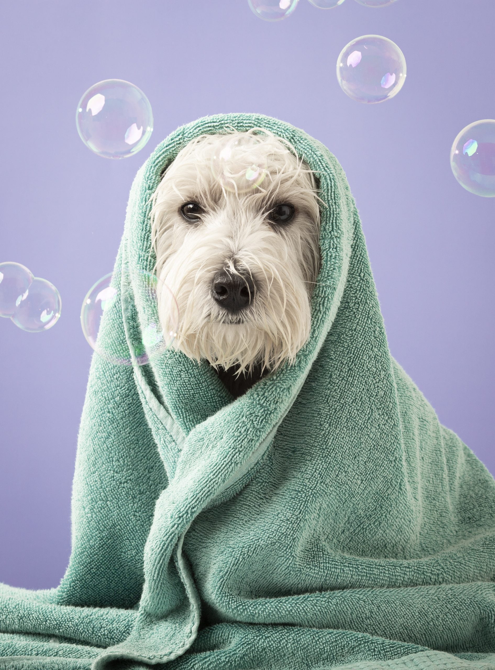 Jak często można kąpać psa? dbaj o higienę swojego pupila