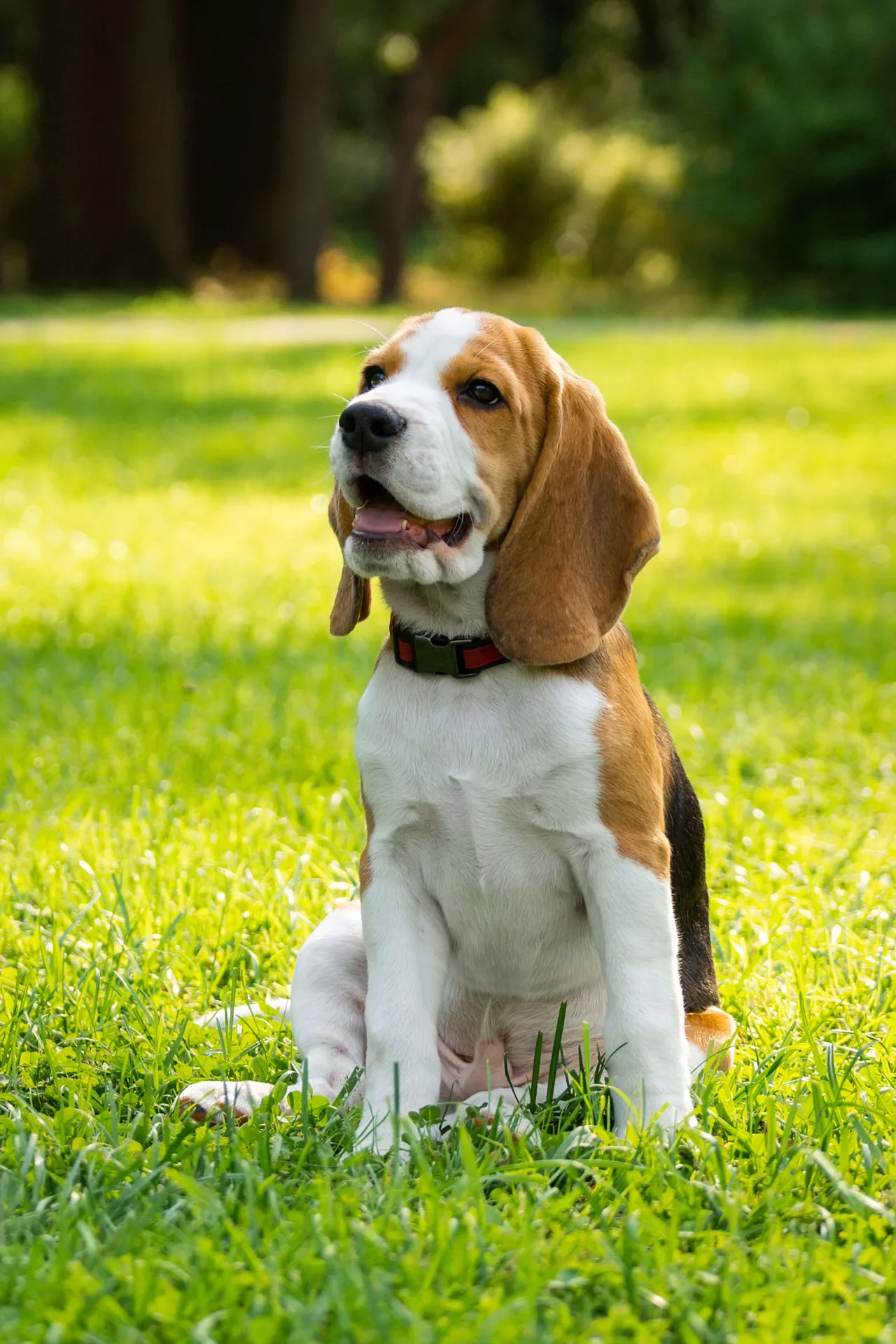 Beagle charakter pielęgnacja i porady dla przyszłych opiekunów